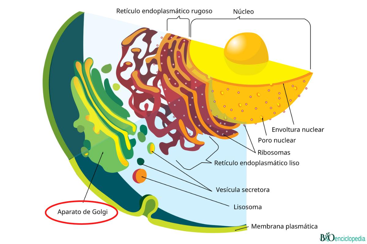 Aparato de Golgi: qué es, función y estructura - Resumen