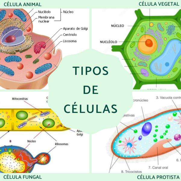 Teoría Celular 3 Partes
