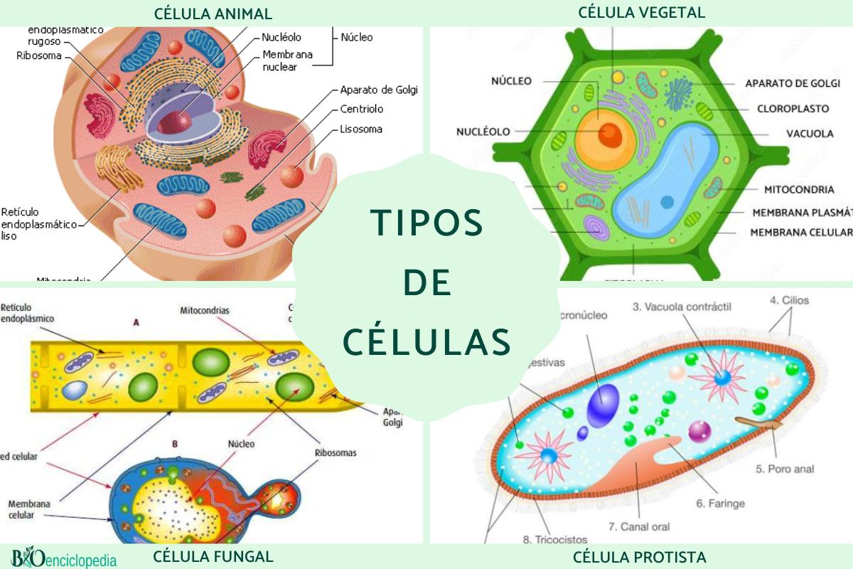 Tipos de células: qué son, partes y funciones - Resumen y esquemas Tipos de células: qué son, partes y funciones - Resumen y esquemas