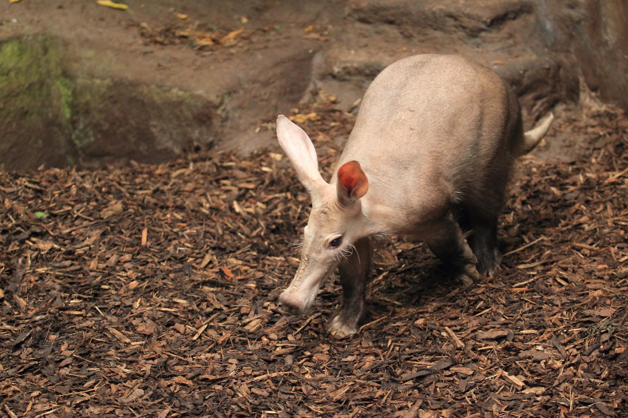 Cerdo hormiguero - Características, dónde vive y alimentación