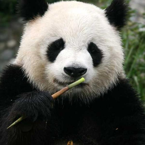Que Son Los Pandas Y Sus Caracteristicas - Infoupdate.org