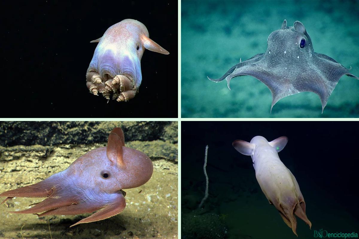 Pulpo dumbo - Características, hábitat y alimentación