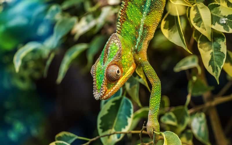 Selva: qué es y características - Resumen