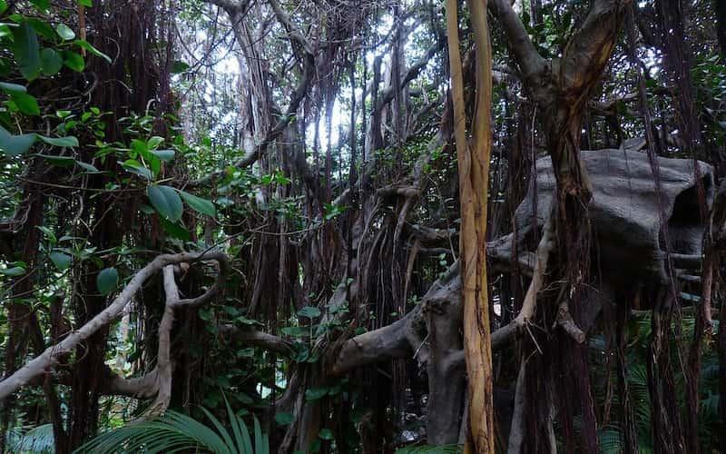 Selva: qué es y características - Resumen