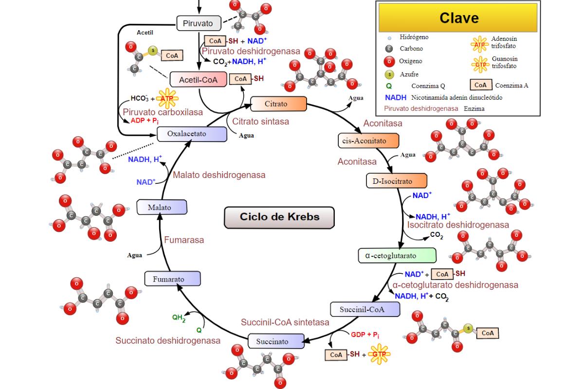 Ciclo de Krebs: qué es, reacciones y productos - Resumen