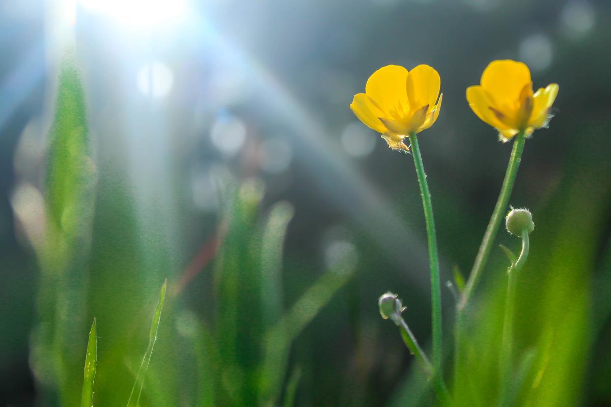 Autótrofos: qué son, tipos y ejemplos - Resumen