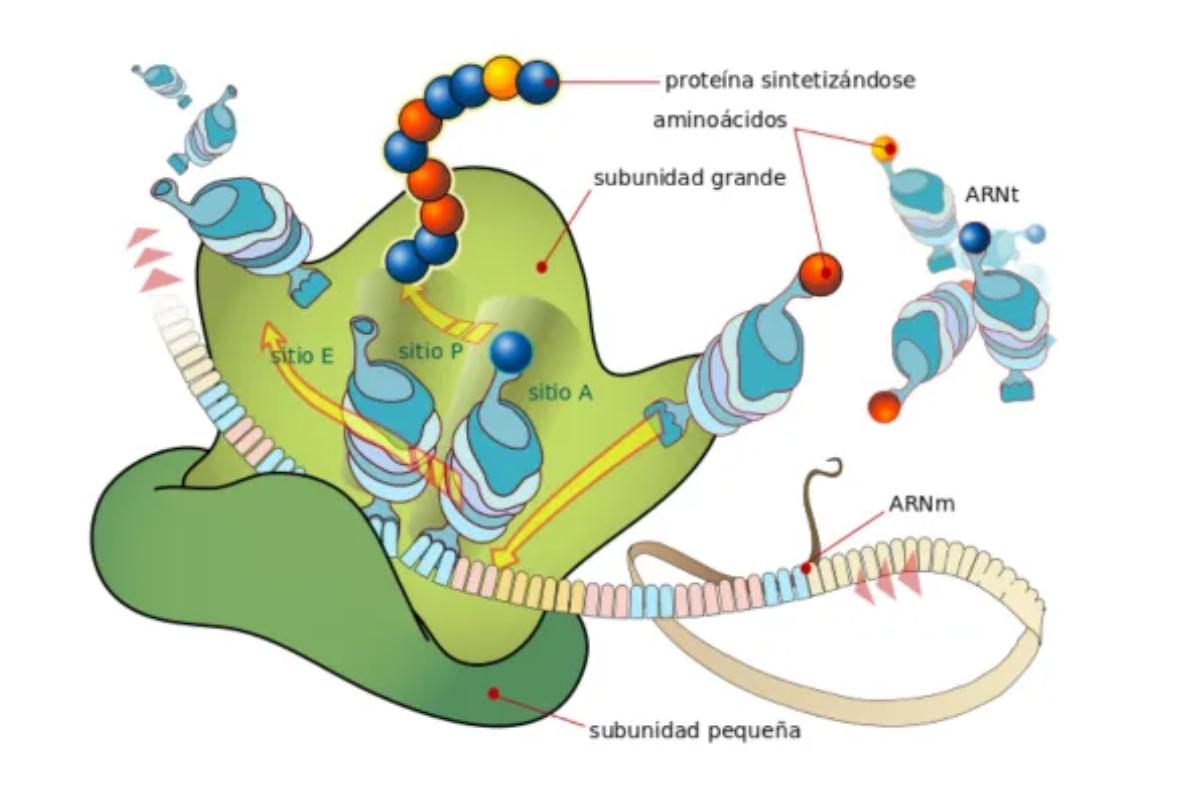 Qué son los ribosomas y cuál es su función - Resumen