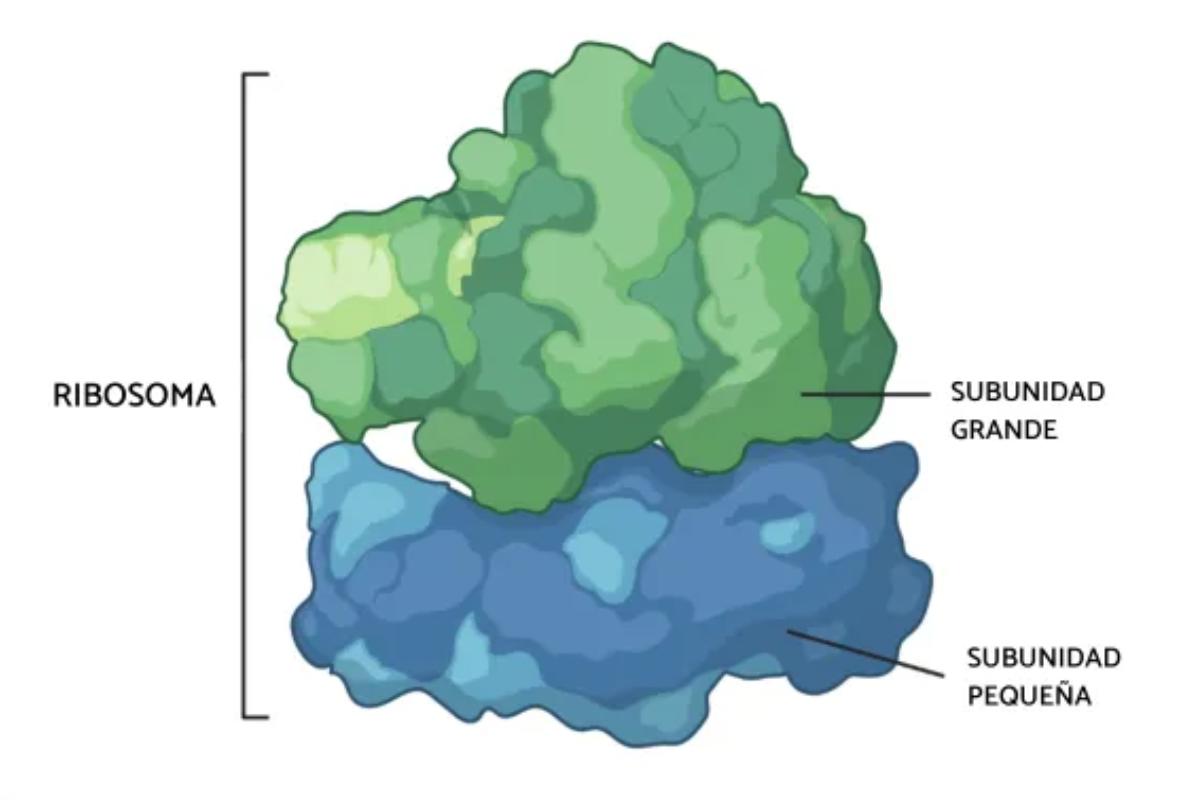 Qué son los ribosomas y cuál es su función - Resumen