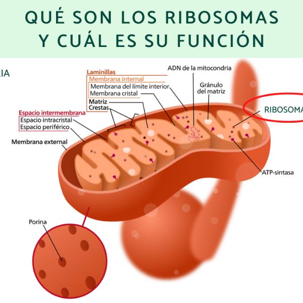 Función De Los Ribosomas 🇪🇸🇬🇧 🇪🇸#Celltember 8: