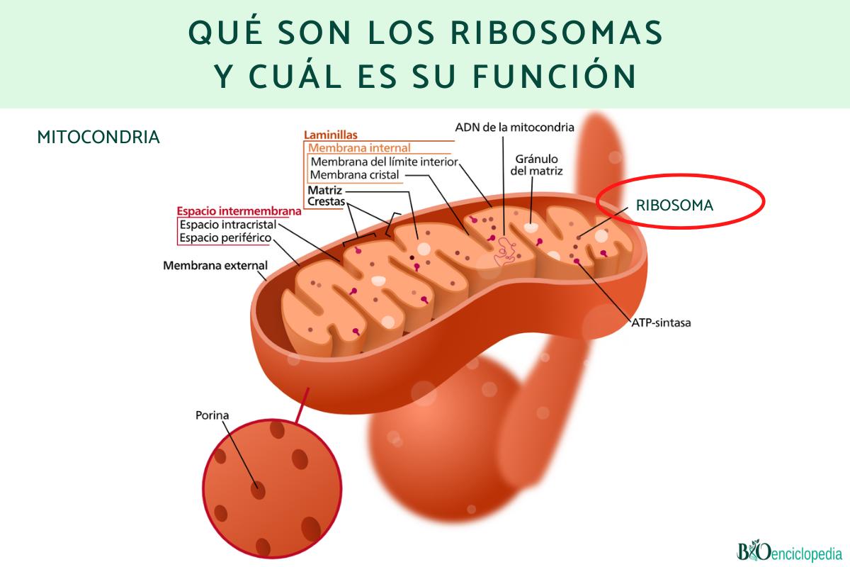 Qué son los ribosomas y cuál es su función - Resumen