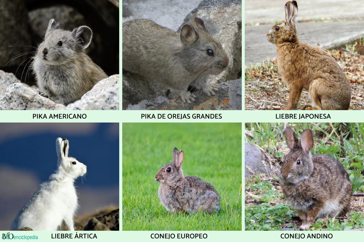 Lagomorfos: qué son, características, tipos y ejemplos - Resumen