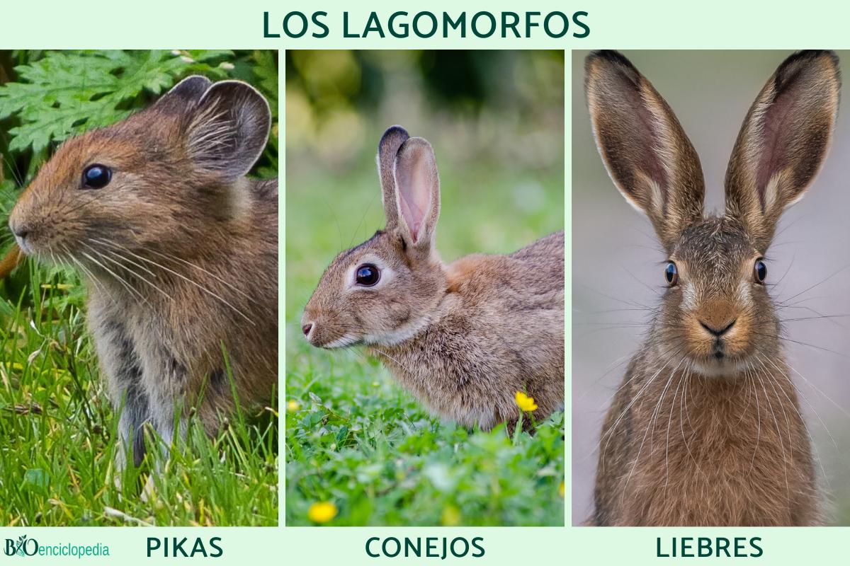 Lagomorfos: qué son, características, tipos y ejemplos - Resumen