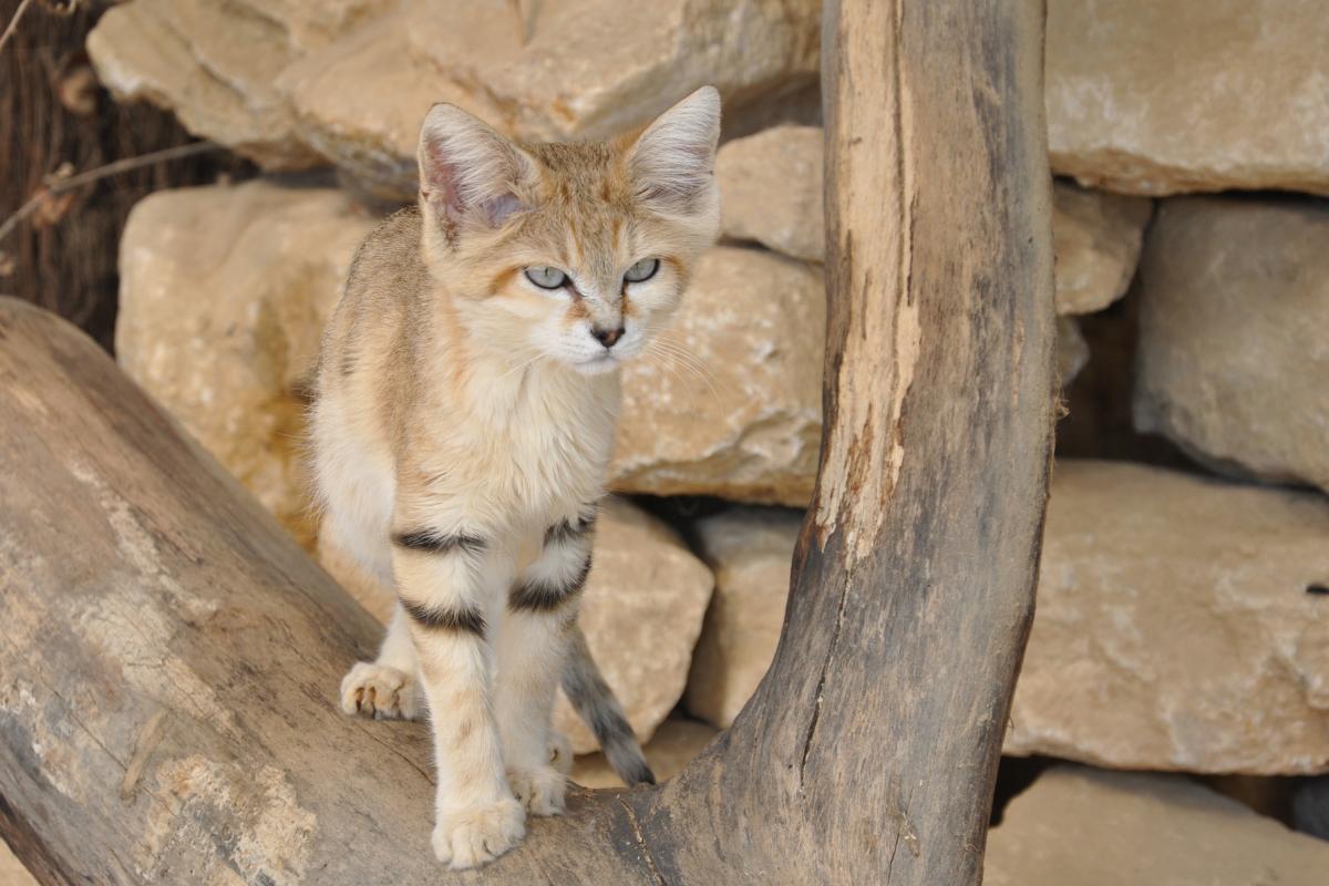 Gato del desierto o gato de las arenas - Características, hábitat y alimentación