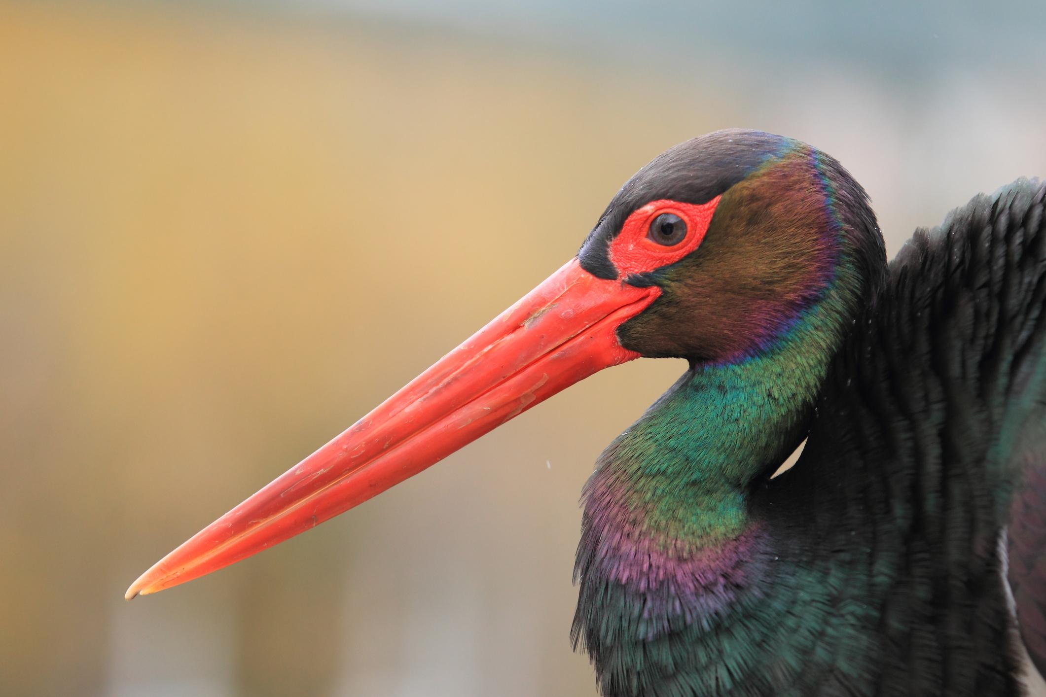 Los 40 animales más bonitos del mundo - Lista con nombres y fotos