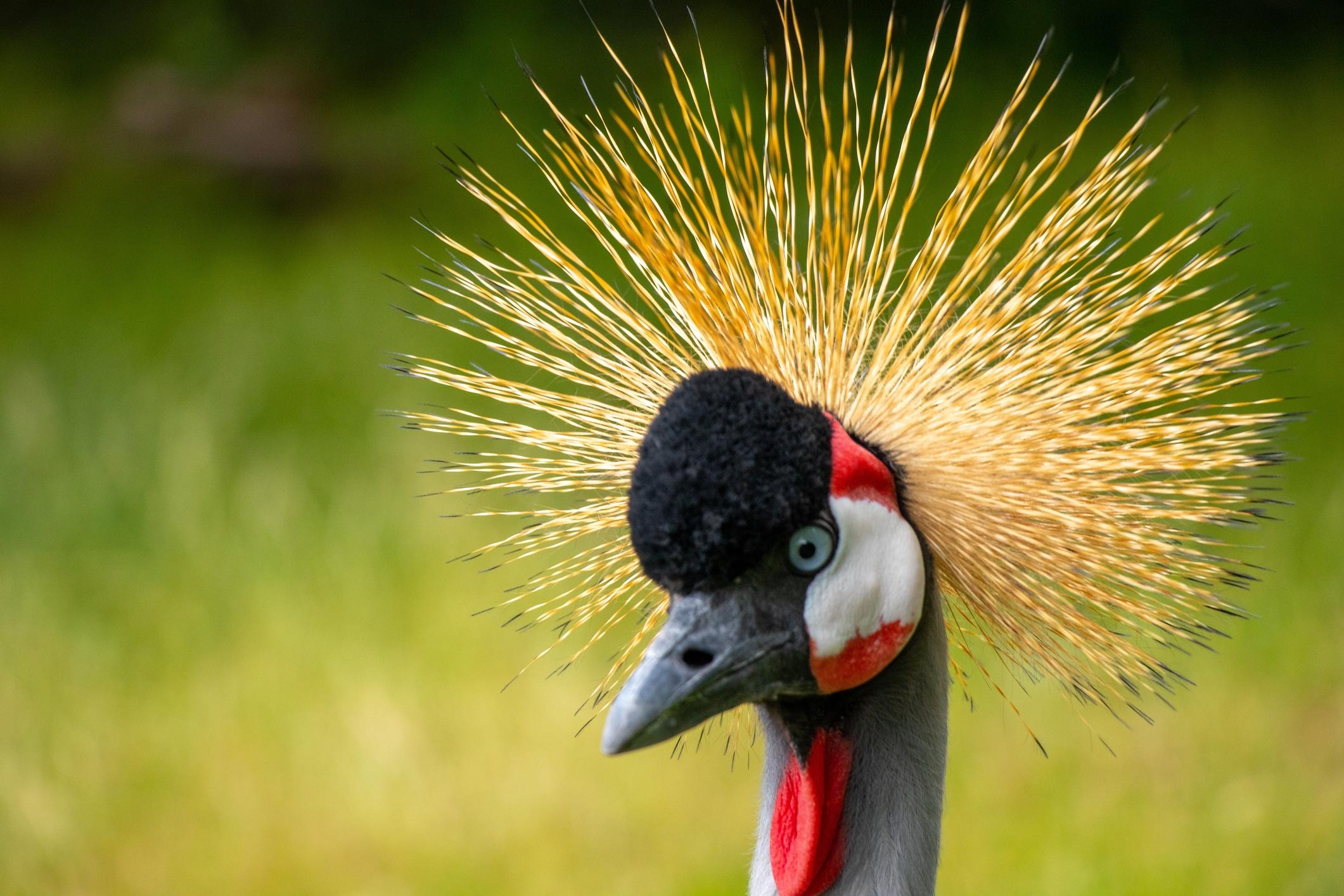 Los 40 animales más bonitos del mundo - Lista con nombres y fotos