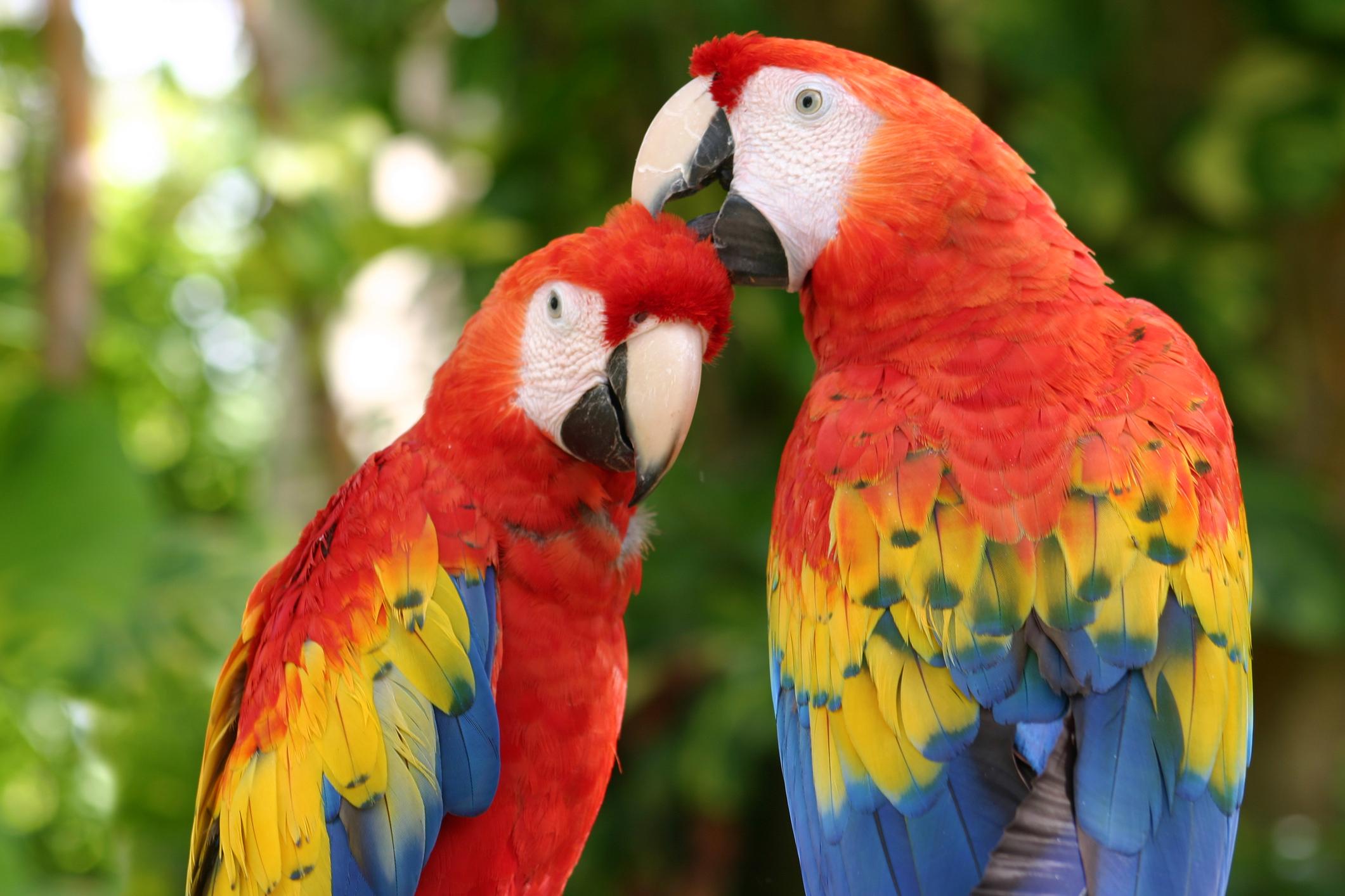 Los 40 animales más bonitos del mundo - Lista con nombres y fotos