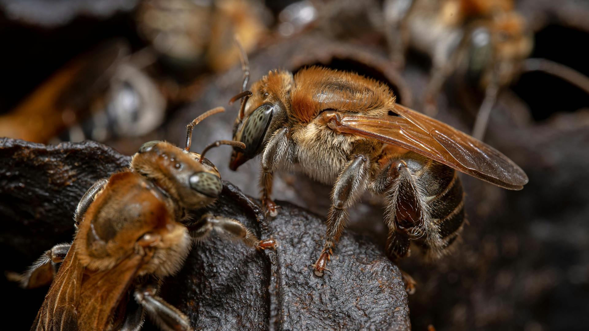 Abeja melipona - Características, dónde vive y alimentación