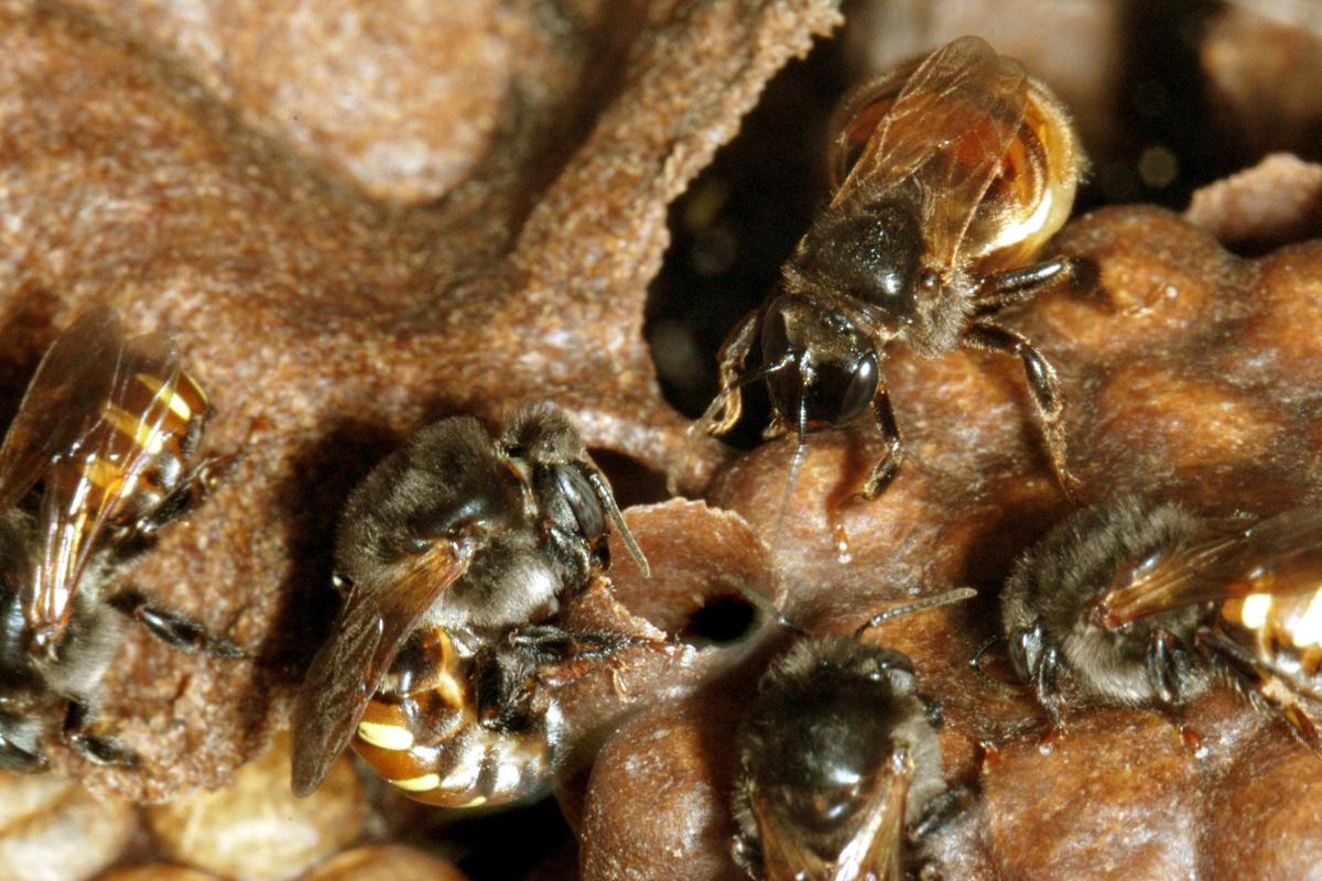 Abeja melipona - Características, dónde vive y alimentación