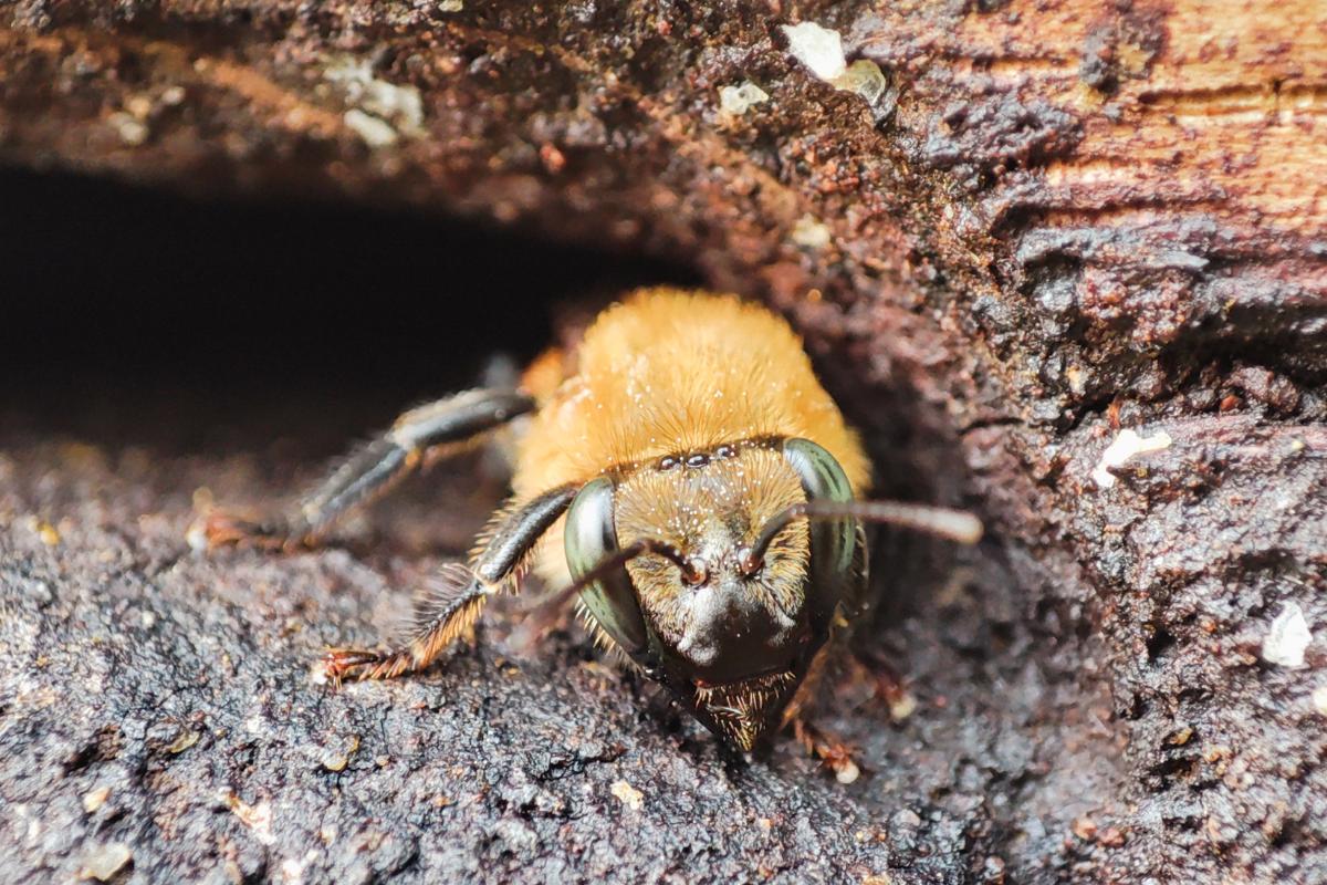 Abeja melipona - Características, dónde vive y alimentación