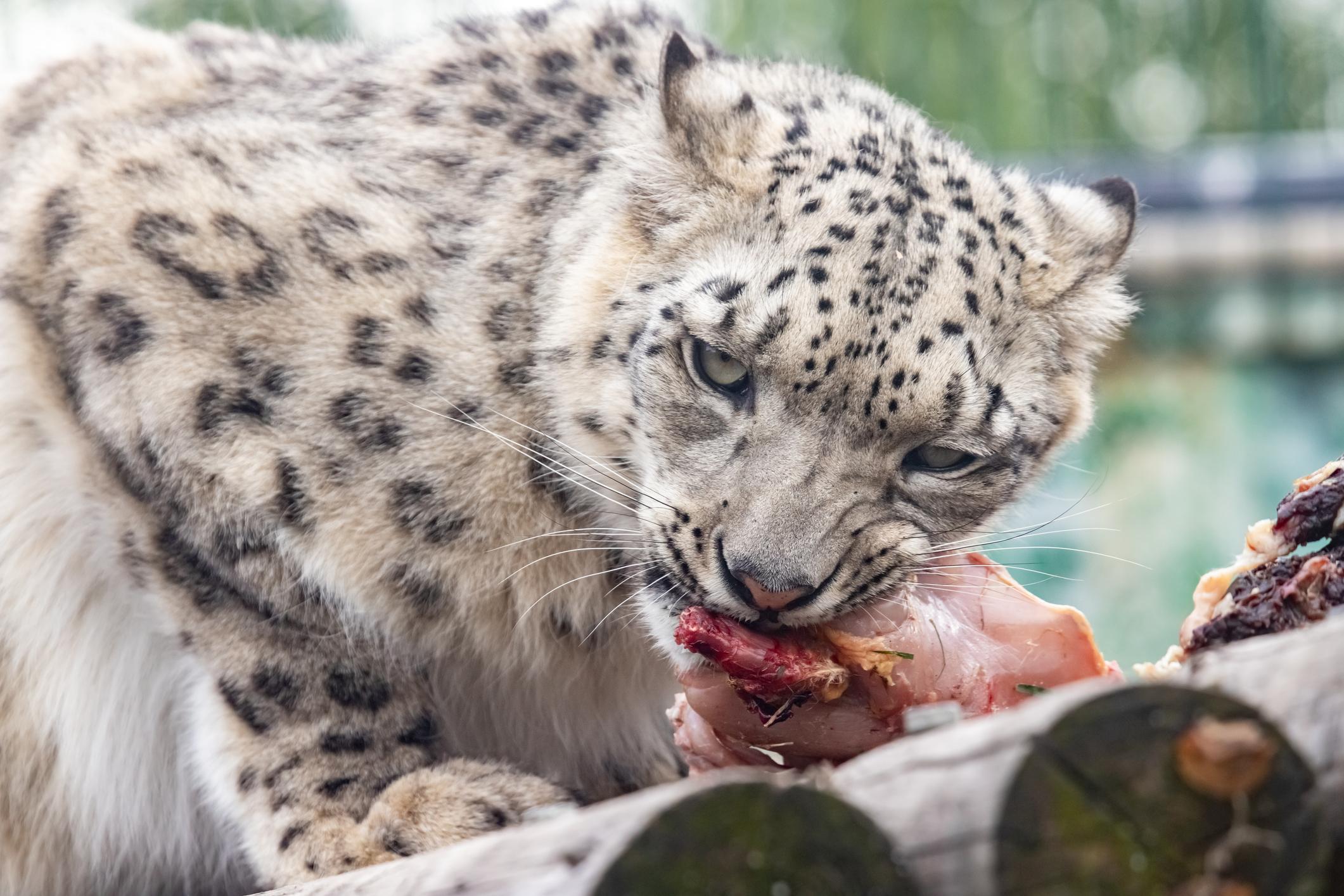 Boda De Leopardo De Las Nieves