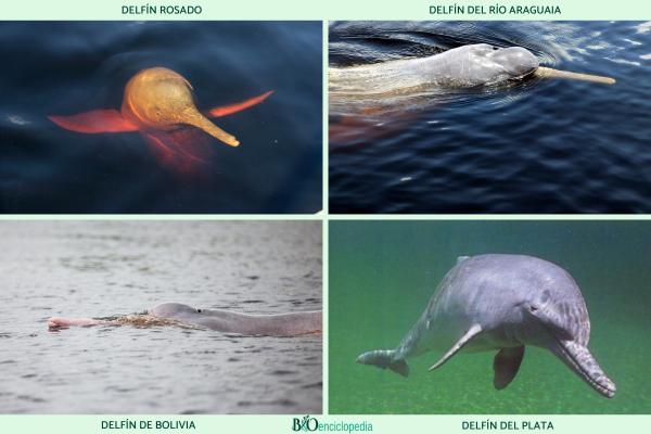 Tipos de delfines - Nombres, características y FOTOS para identificarlos