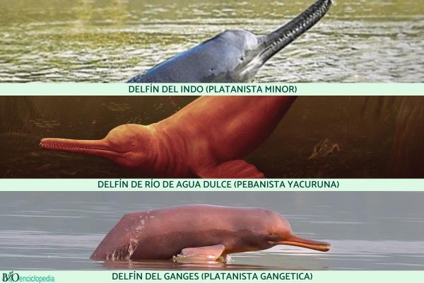 Tipos de delfines - Nombres, características y FOTOS para identificarlos