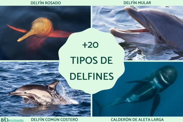 Tipos de delfines - Nombres, características y FOTOS para identificarlos