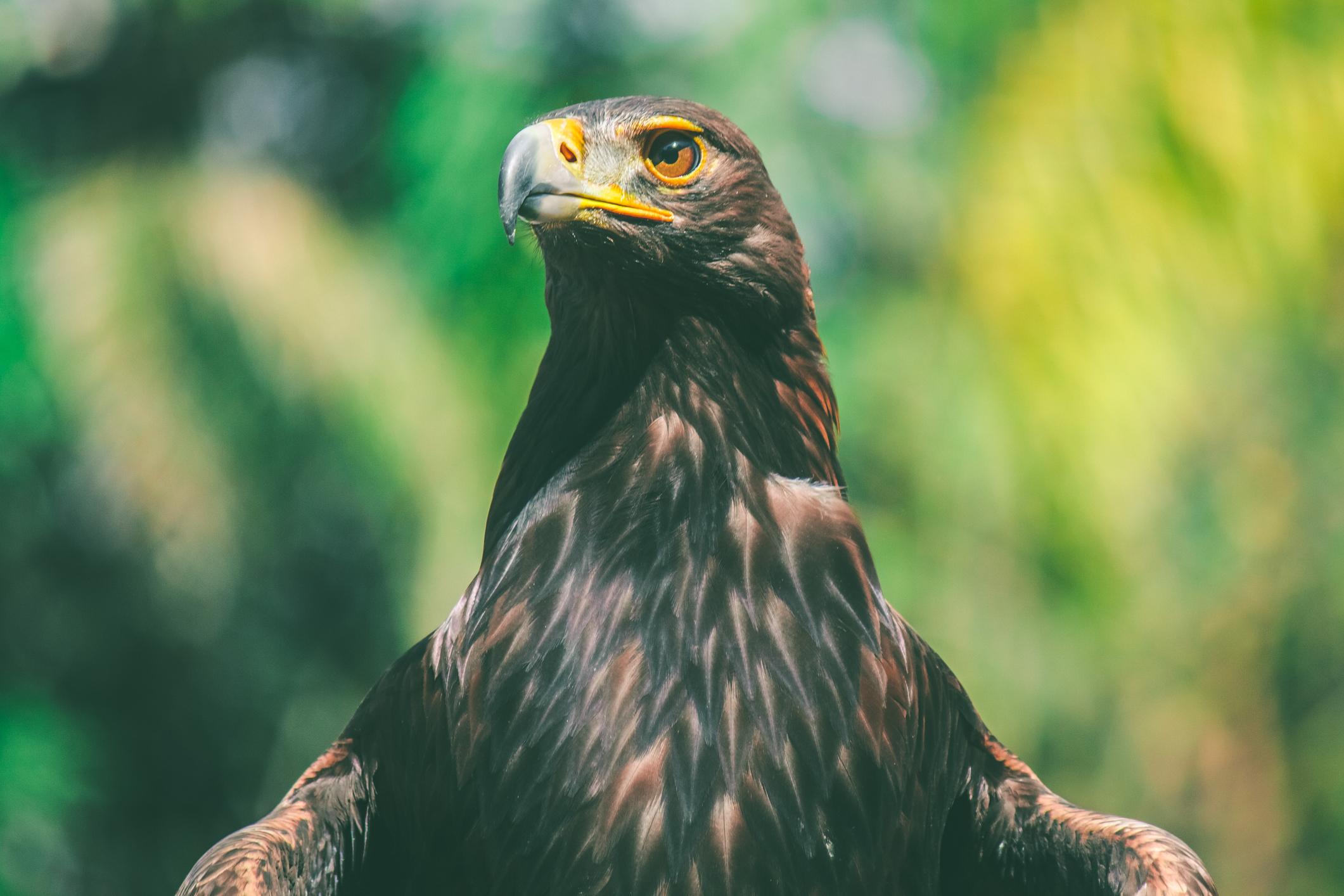 12 Nombres de animales en náhuatl y su significado