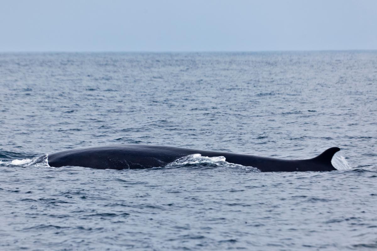Rorcual común - Características, dónde vive y alimentación