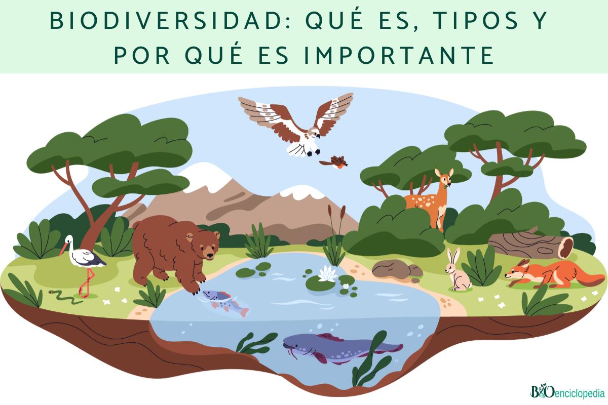 Biodiversidad Qué Es Tipos Y Por Qué Es Importante Resumen