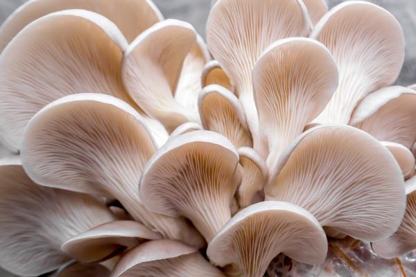 Partes de las setas: cuáles son y sus funciones - Resumen