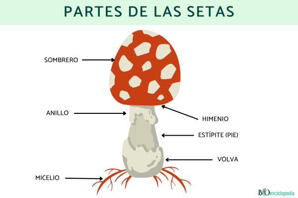 Partes de las setas: cuáles son y sus funciones - Resumen
