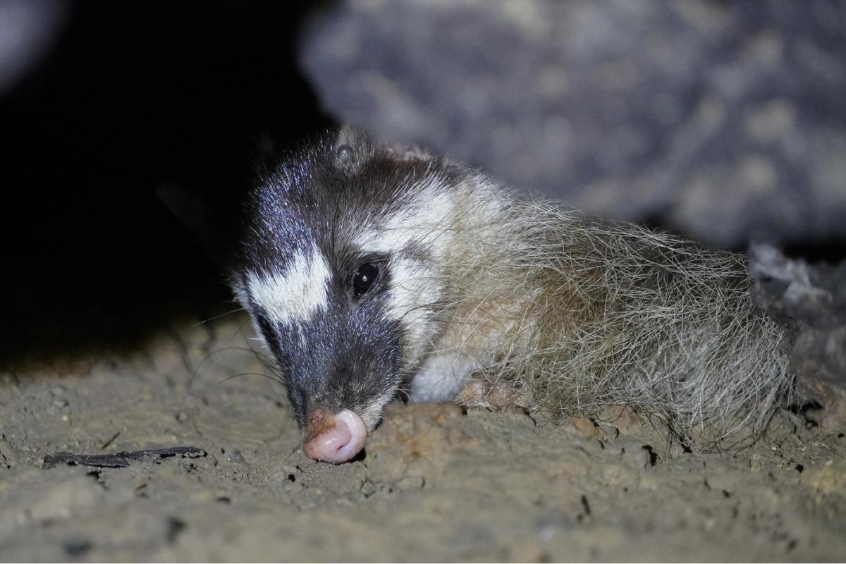 17 tipos de tejones - Nombres y fotos