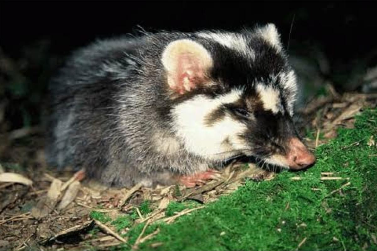 17 tipos de tejones - Nombres y fotos