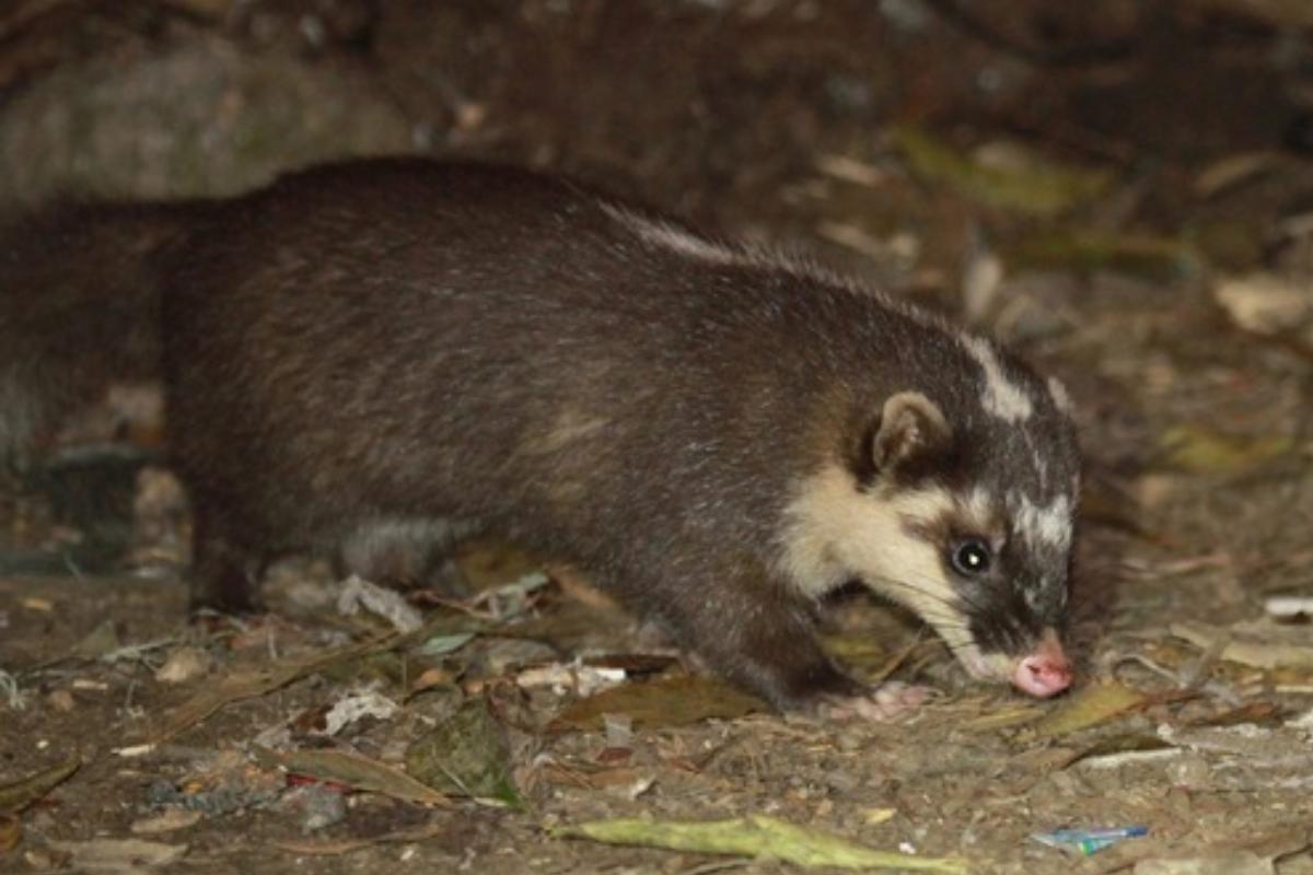 17 tipos de tejones - Nombres y fotos
