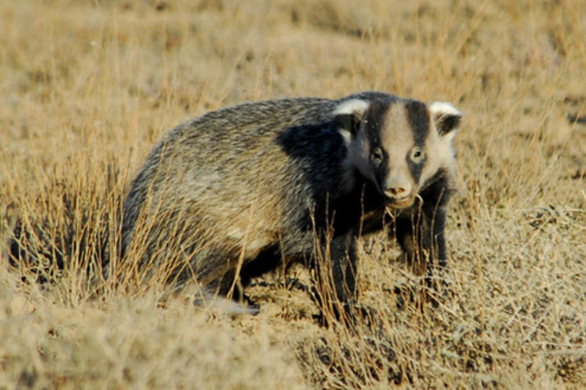 17 tipos de tejones - Nombres y fotos