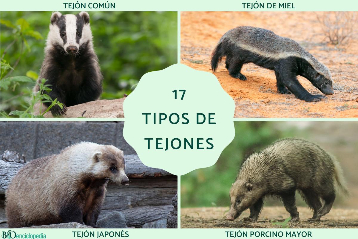 17 tipos de tejones - Nombres y fotos