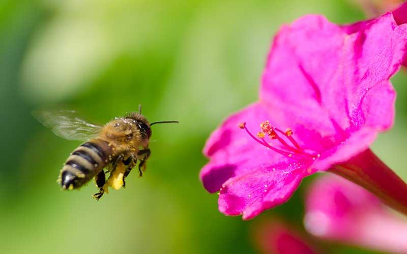 Abeja - Características, dónde vive, alimentación y reproducción