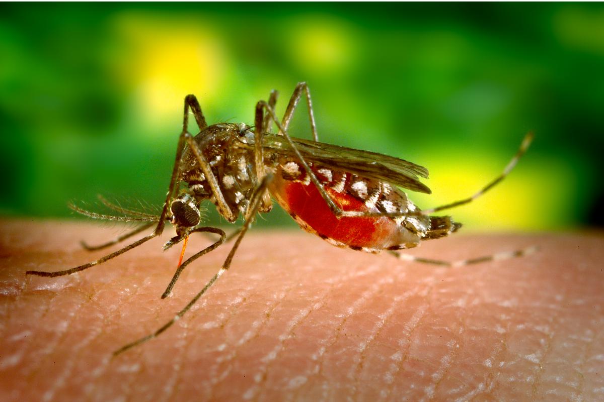 13 tipos de mosquitos - Nombres y fotos