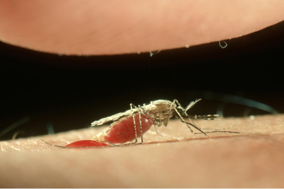 13 tipos de mosquitos - Nombres y fotos