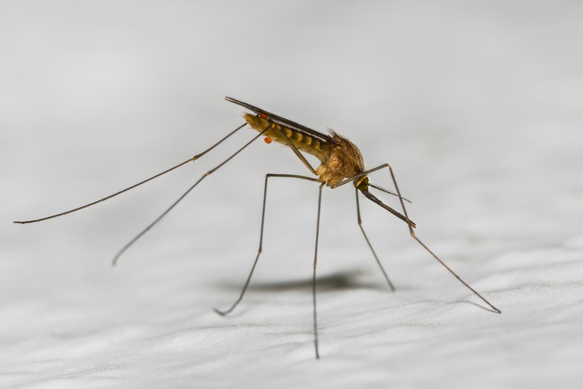 13 tipos de mosquitos - Nombres y fotos