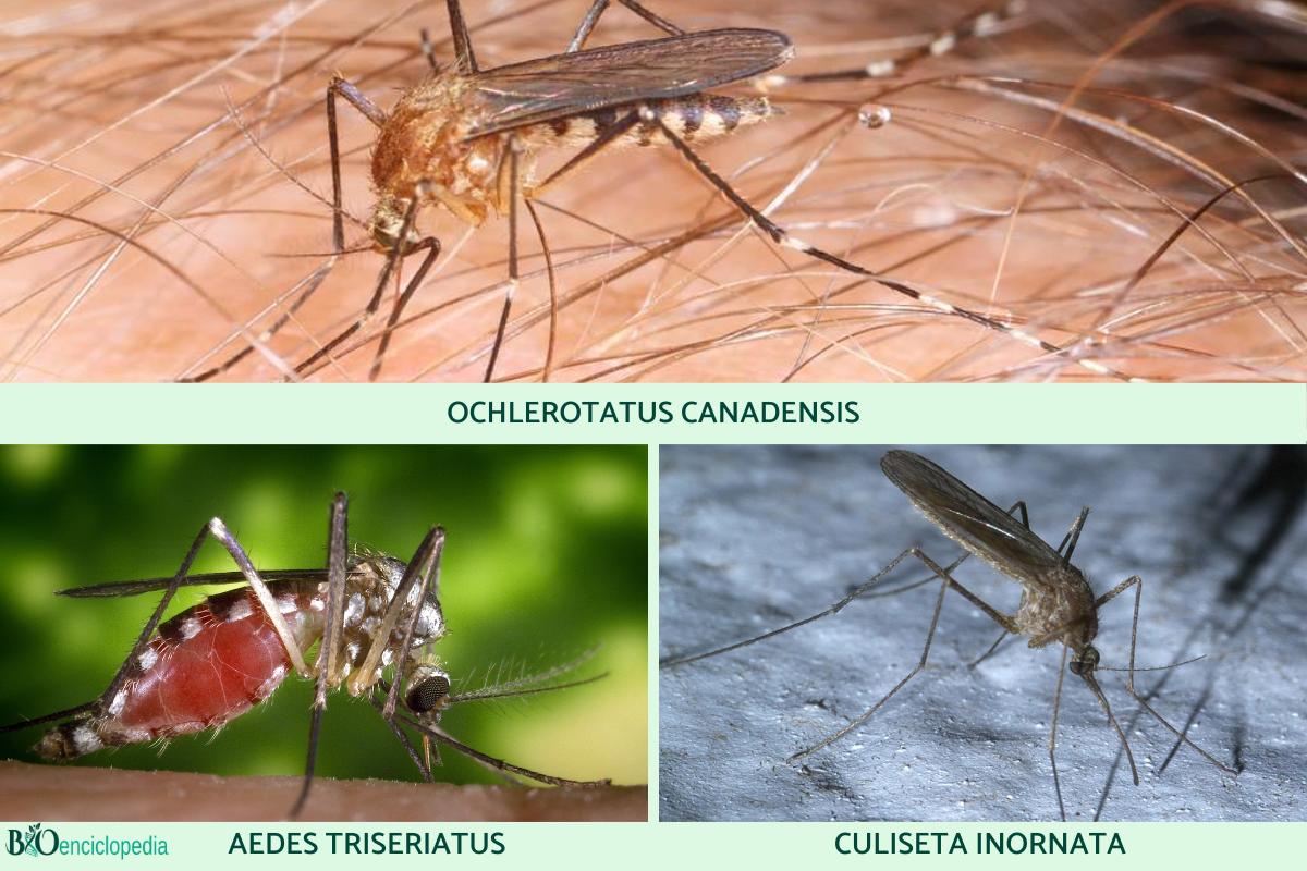 13 tipos de mosquitos - Nombres y fotos