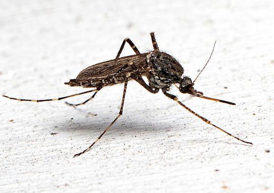 13 tipos de mosquitos - Nombres y fotos