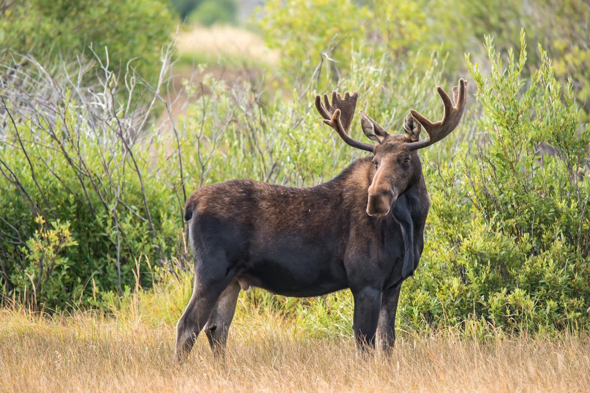 Alce - Tamaño, peso, dónde vive y alimentación