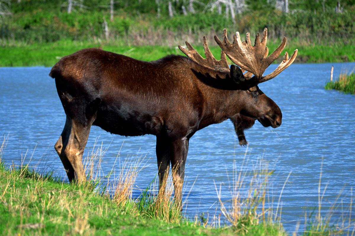 Alce - Tamaño, peso, dónde vive y alimentación