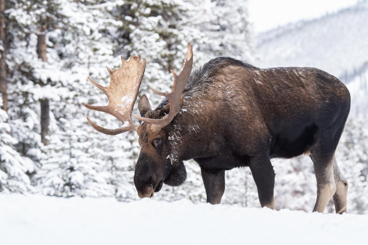 Alce - Tamaño, peso, dónde vive y alimentación