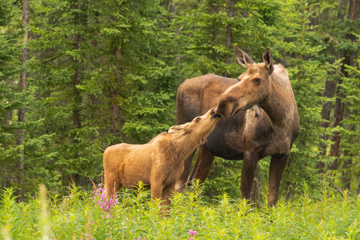 Alce - Tamaño, peso, dónde vive y alimentación