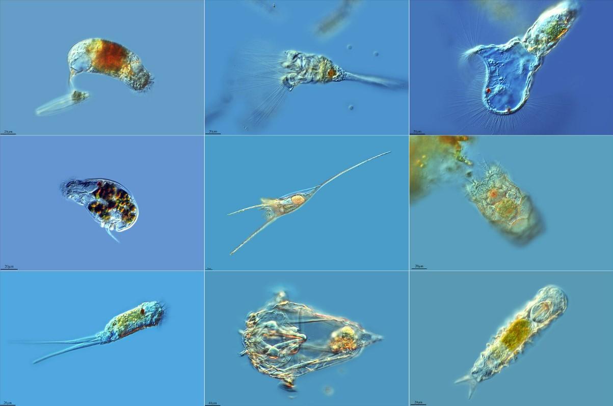Zooplancton: qué es y ejemplos - Resumen