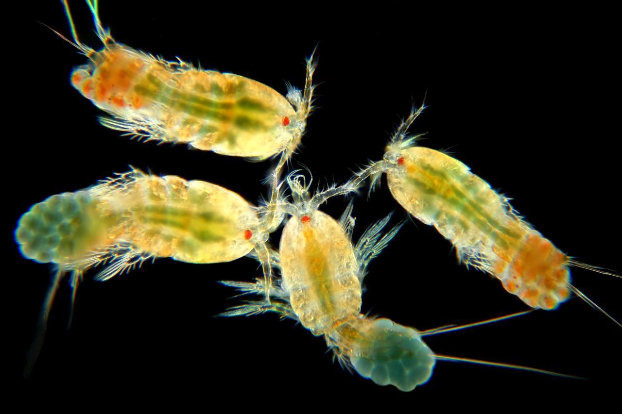 Zooplancton: qué es y ejemplos - Resumen