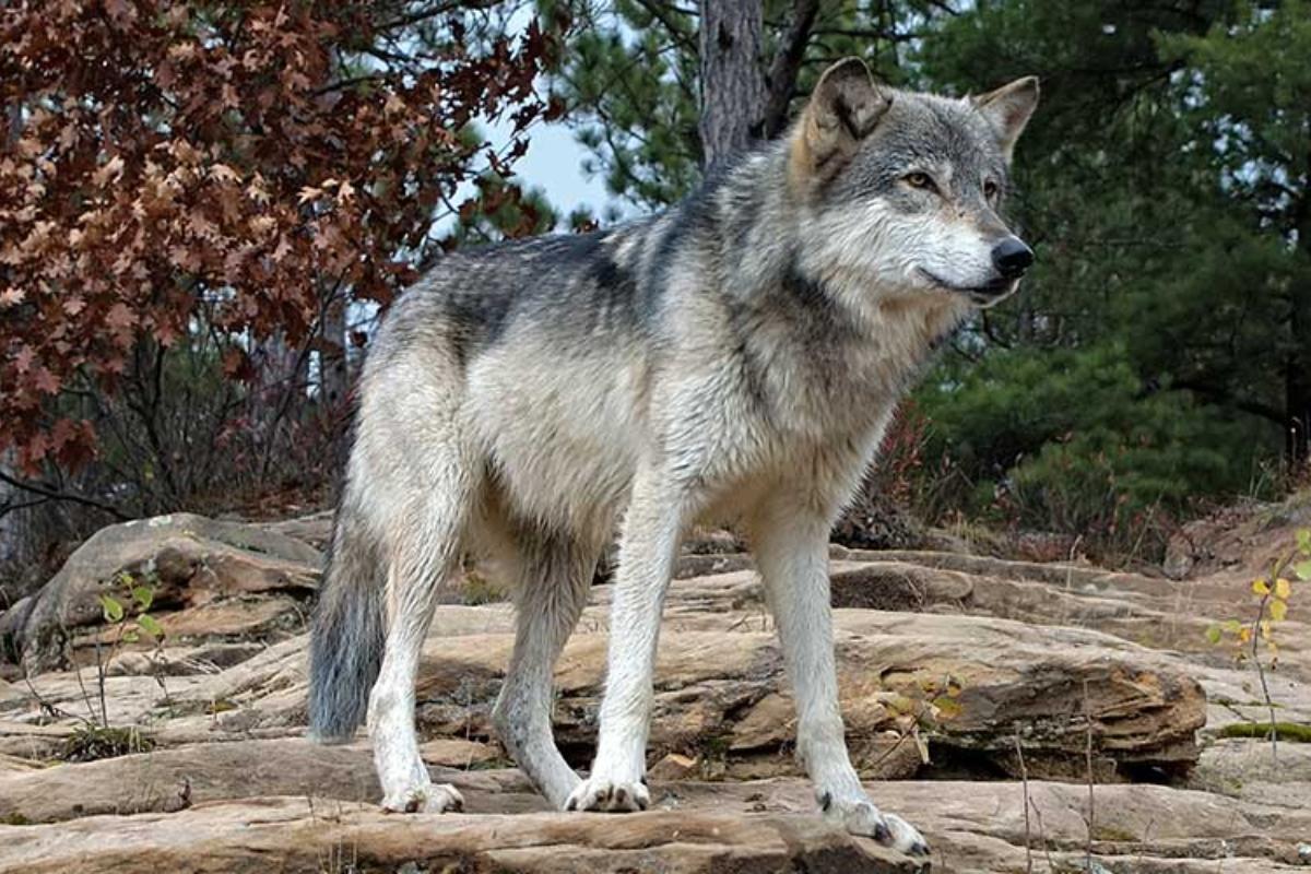 Lobo gris o Canis lupus - Características, tamaño, dónde vive ...